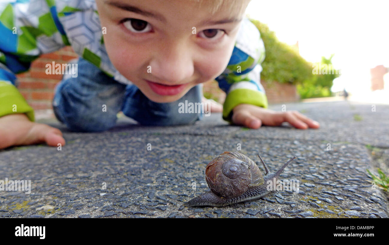 brown garden snail, brown gardensnail, common garden snail, European ...