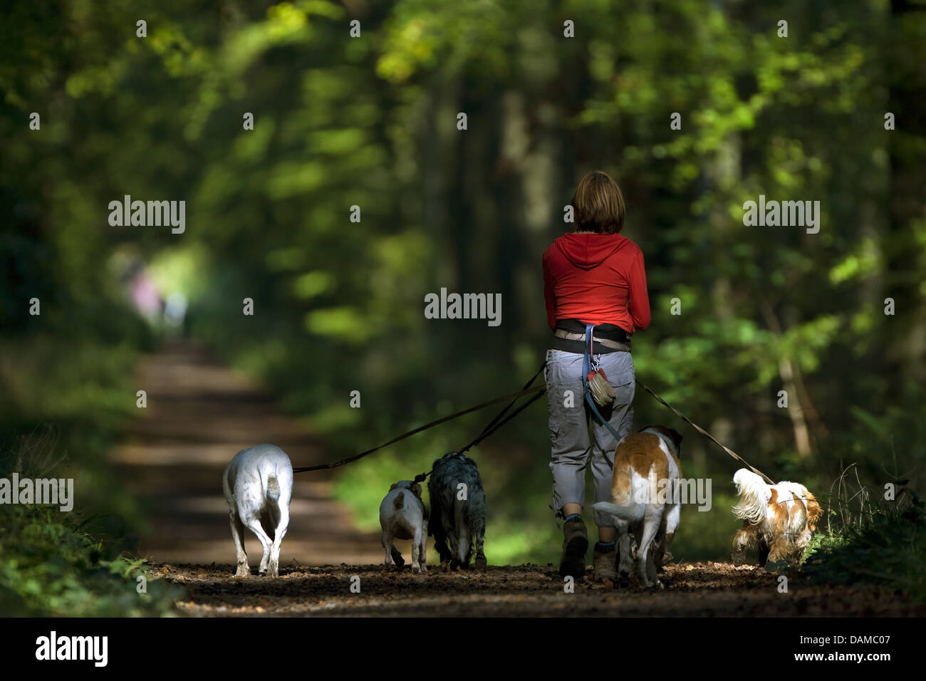 Dog dogs walker walkers walking leashes hi-res stock photography and ...