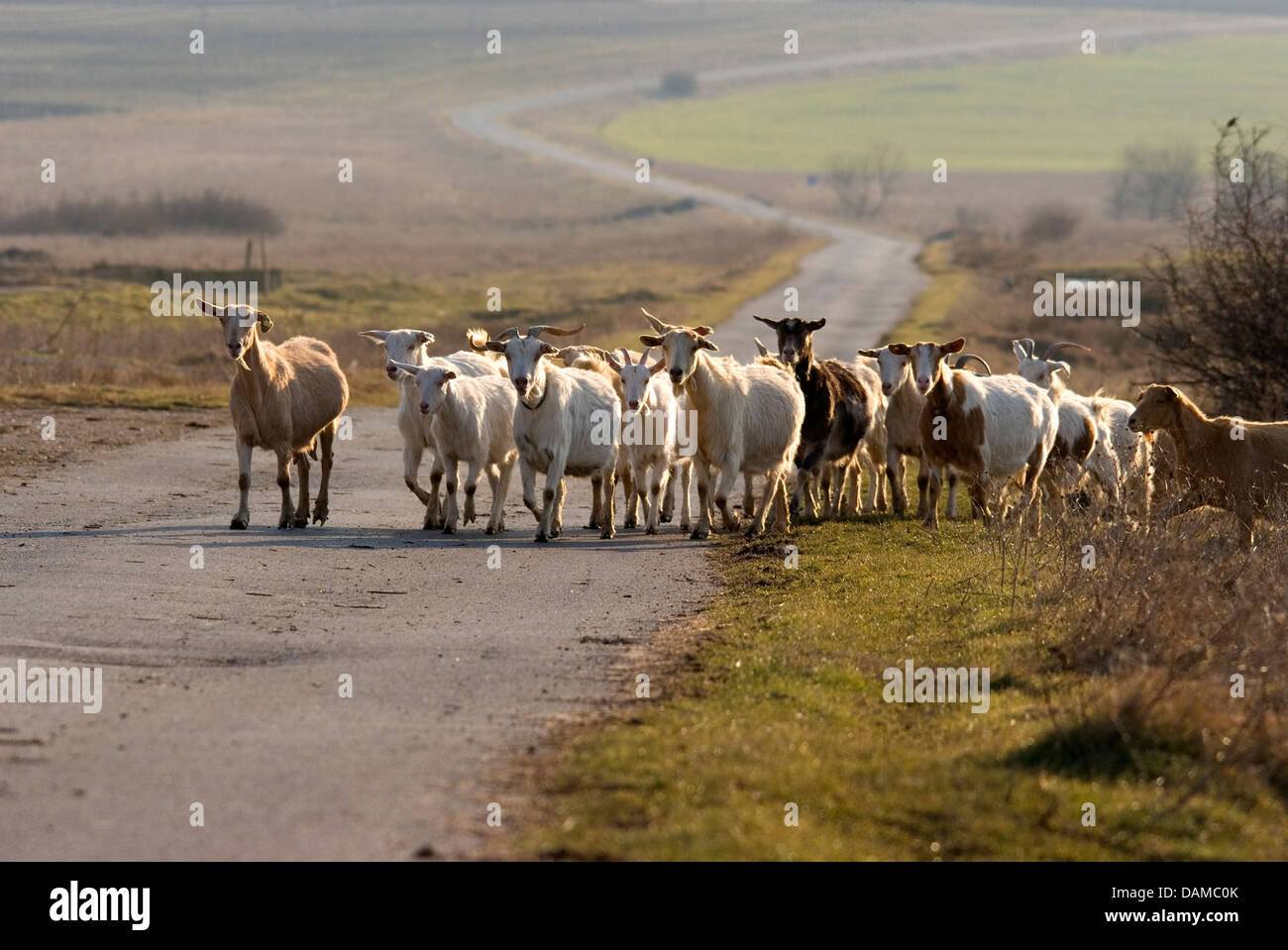 Strandja mountains bulgaria eastern europe culture animals hi-res stock ...