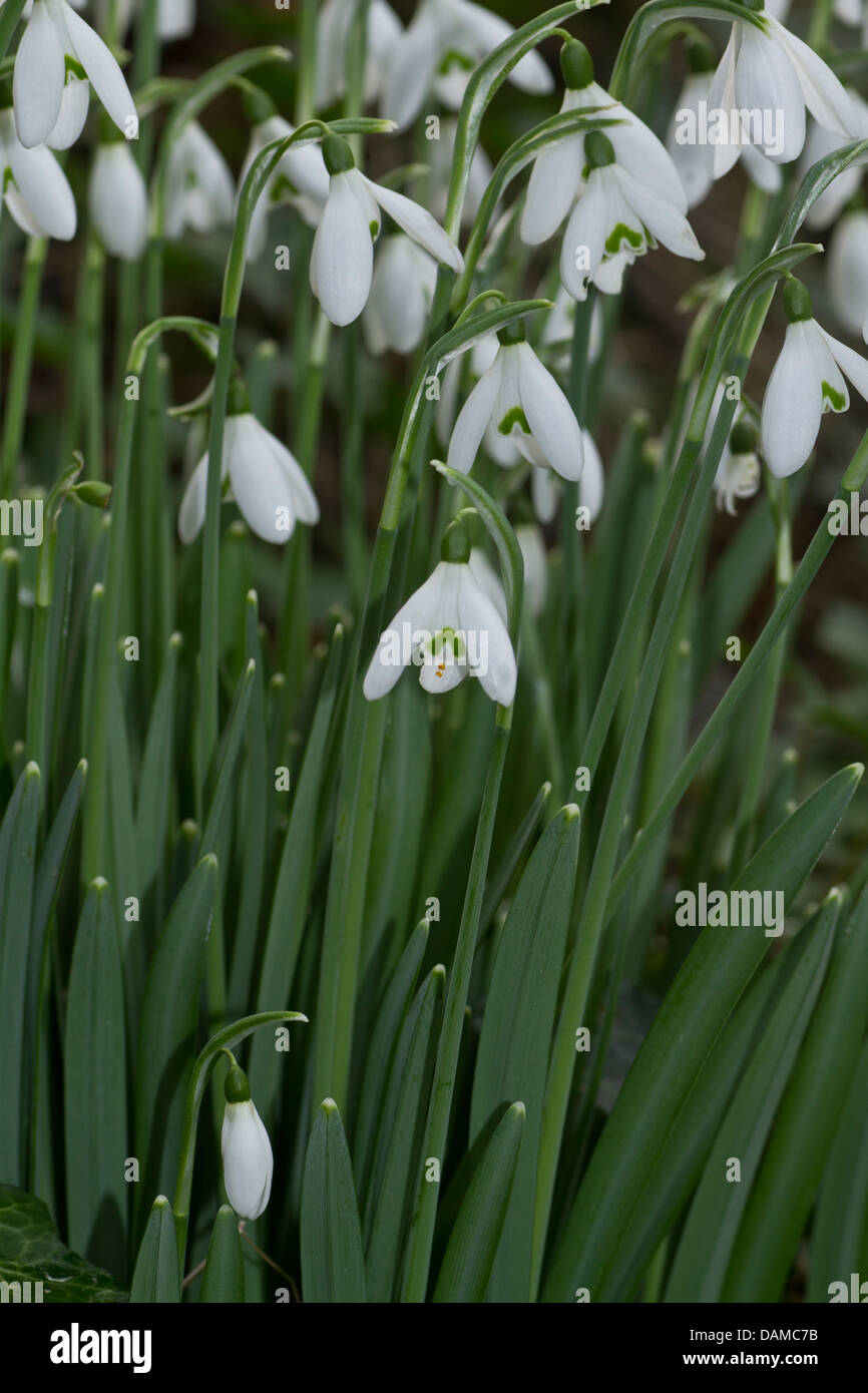 Gowing hi-res stock photography and images - Alamy