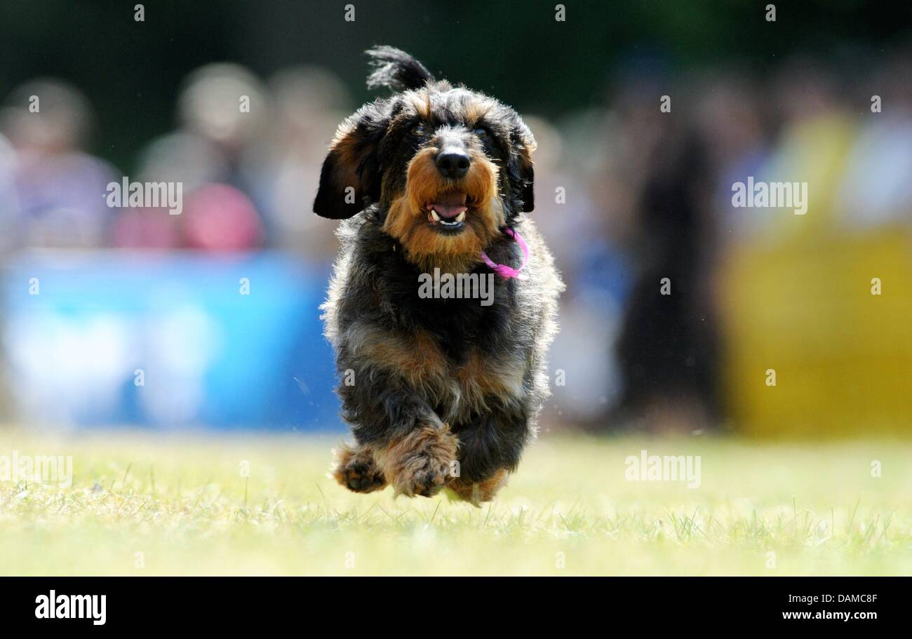 A saussage dog speeds across the 50m run of the 5th Itzehoer dachshund ...