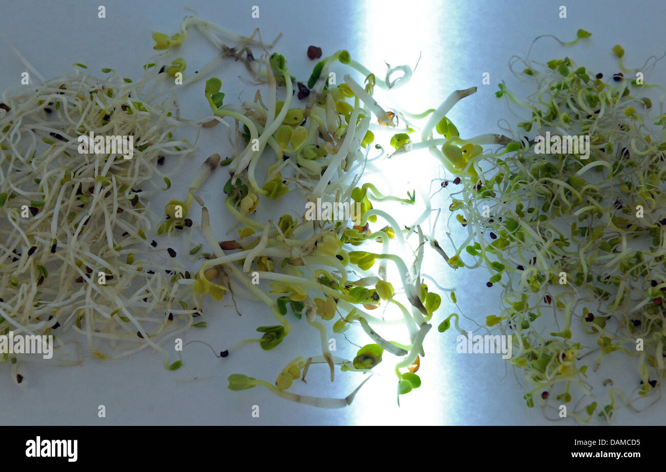 ILLUSTRATION - Lucerne sprouts, radish sprouts and broccoli sprouts (L ...
