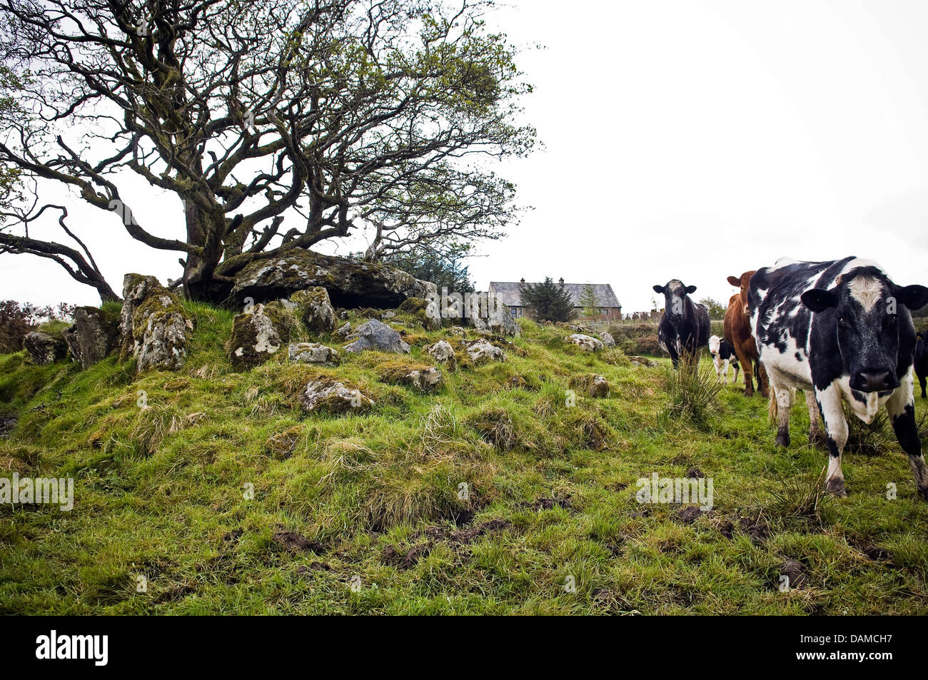 Neolithic farming ireland hi-res stock photography and images - Alamy