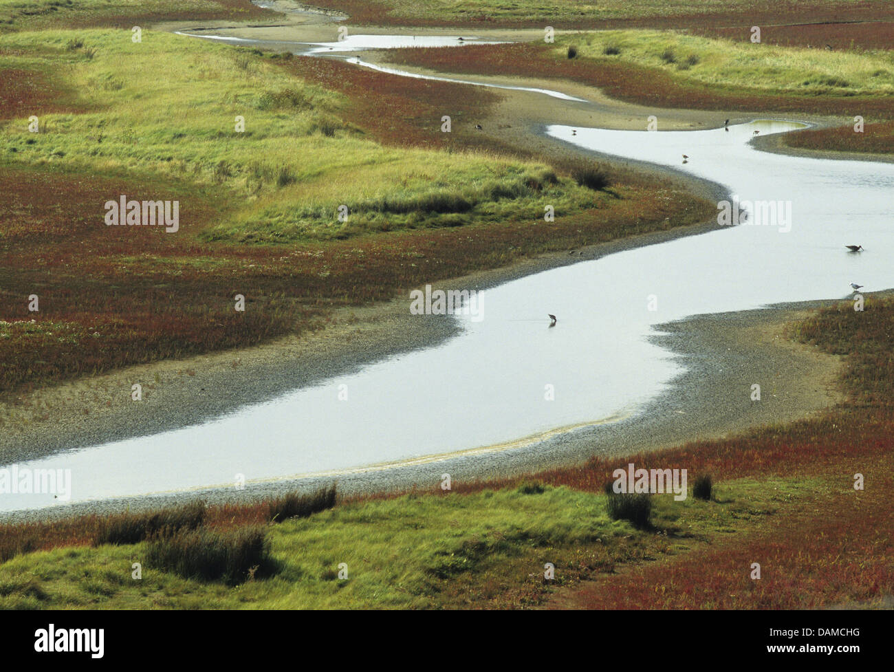 common glasswort (Salicornia europaea), marsh meadows, Belgium, Knokke ...