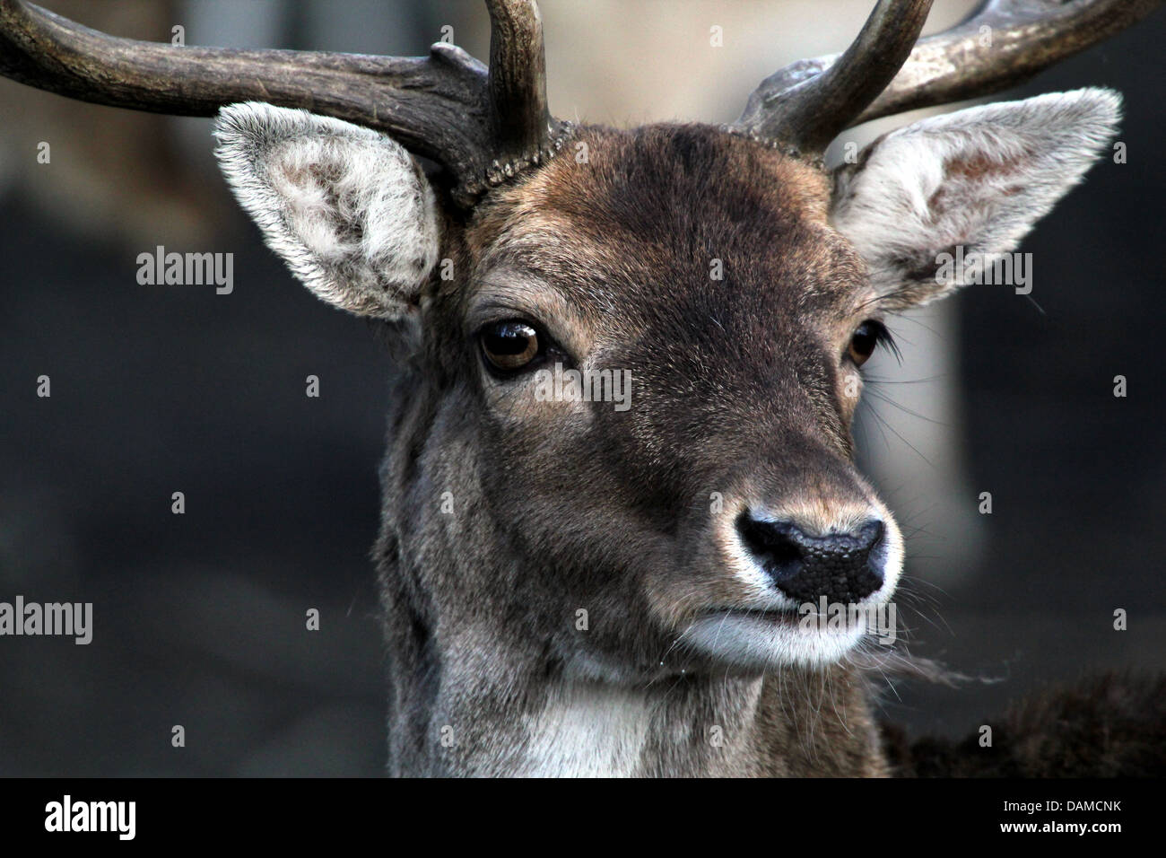 Extremely detailed close-up and crop of the head of a male stag Fallow ...