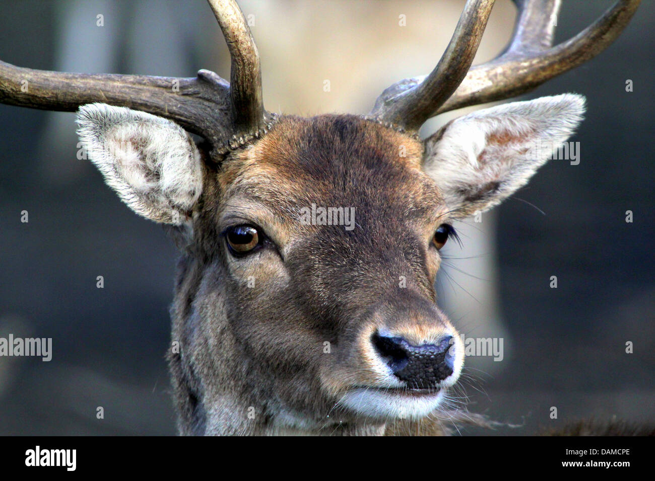 Extremely detailed close-up and crop of the head of a male stag Fallow ...