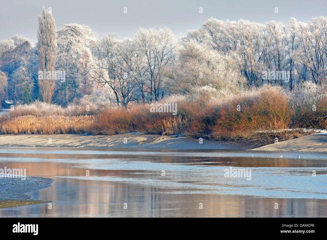 tidal river Durme with reflection of snow covered trees and reed fringe ...