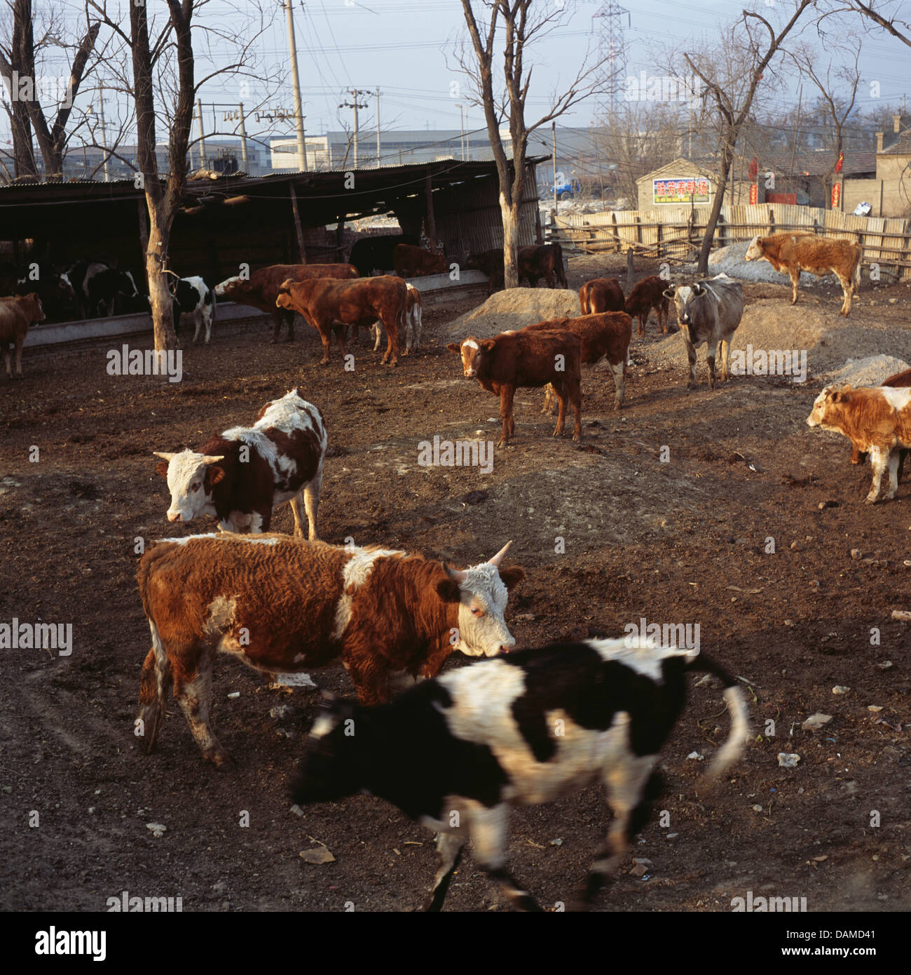 A private small dairy farm in Langfang, Hebei province, China. 2013 ...
