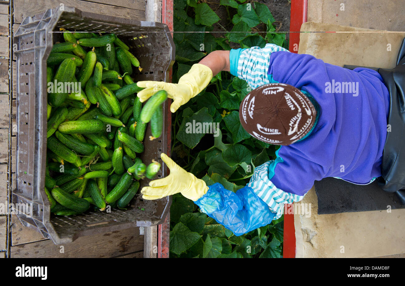 Lying on a so-called 'cucumber flyer' a Rumanian harvester harvests ...