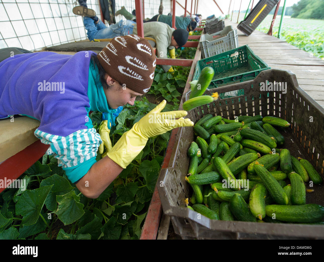 Lying on a so-called 'cucumber flyer' a Rumanian harvester harvests ...