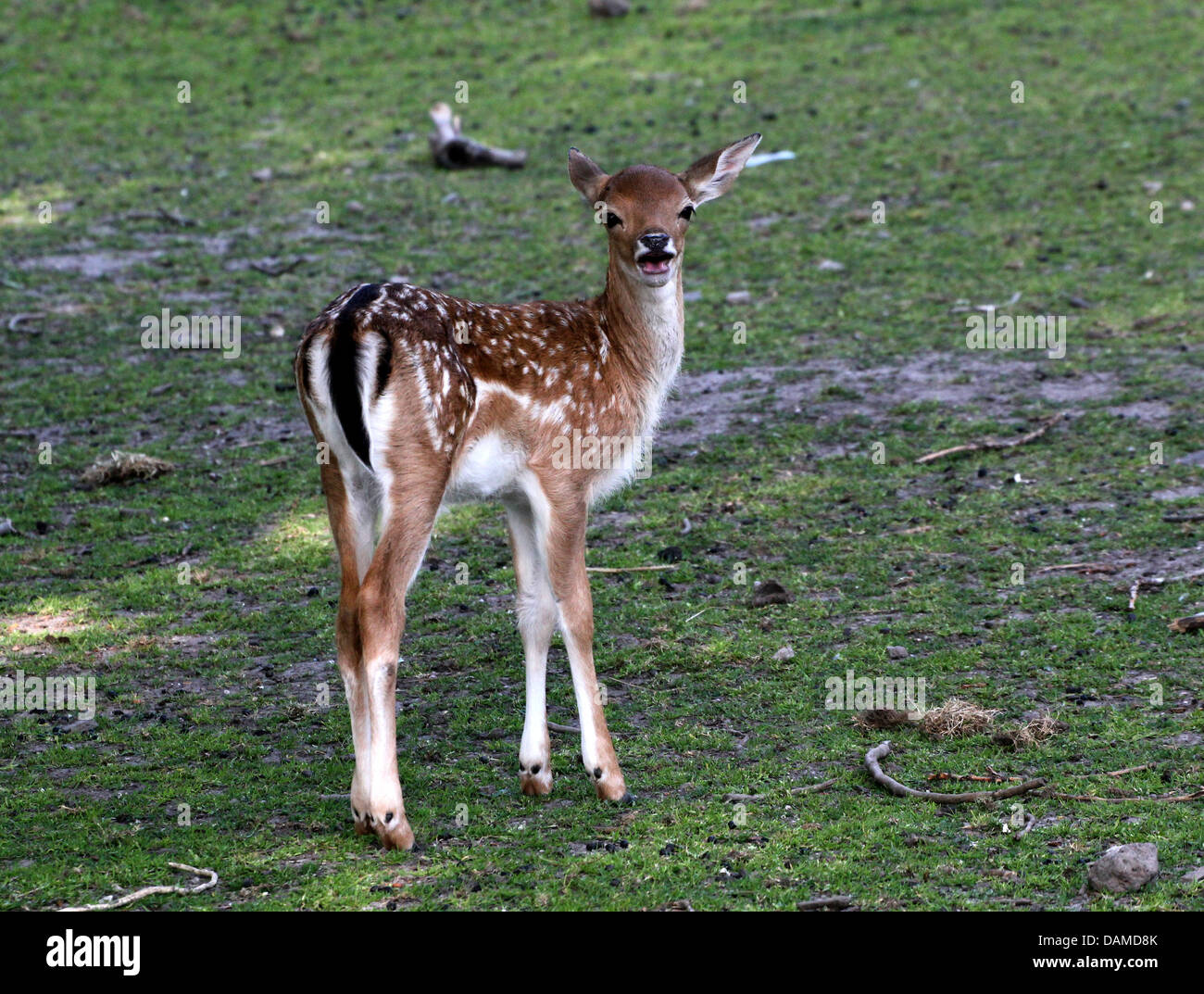 Close-up portrait of a Fallow Deer doe fawn (Dama Dama Stock Photo - Alamy