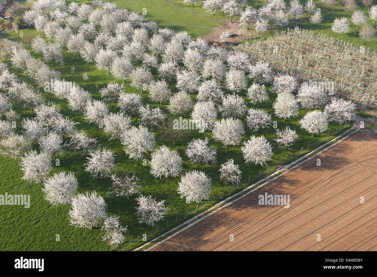 Meadows and fields with tree plantations hi-res stock photography and ...