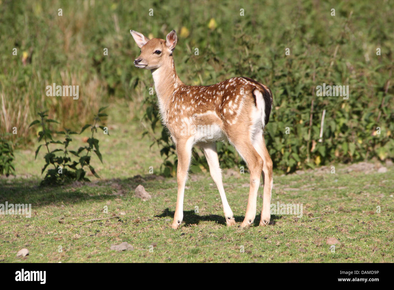 Gamo comun hi-res stock photography and images - Alamy