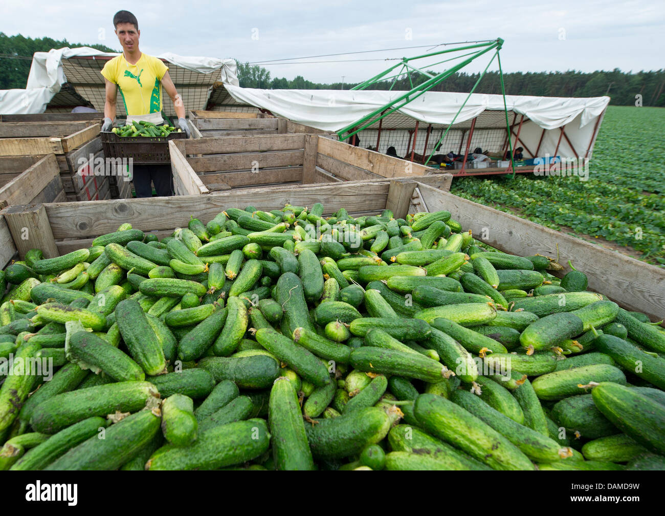 On a so-called 'cucumber flyer' a Rumanian harvester carries harvested ...