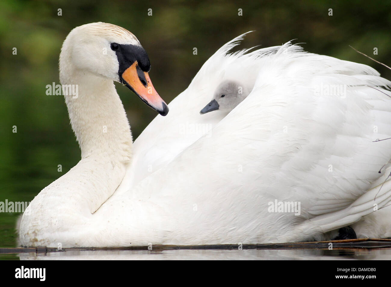 A new-born Alster swan hatchling sits on its mother's back in the Outer ...