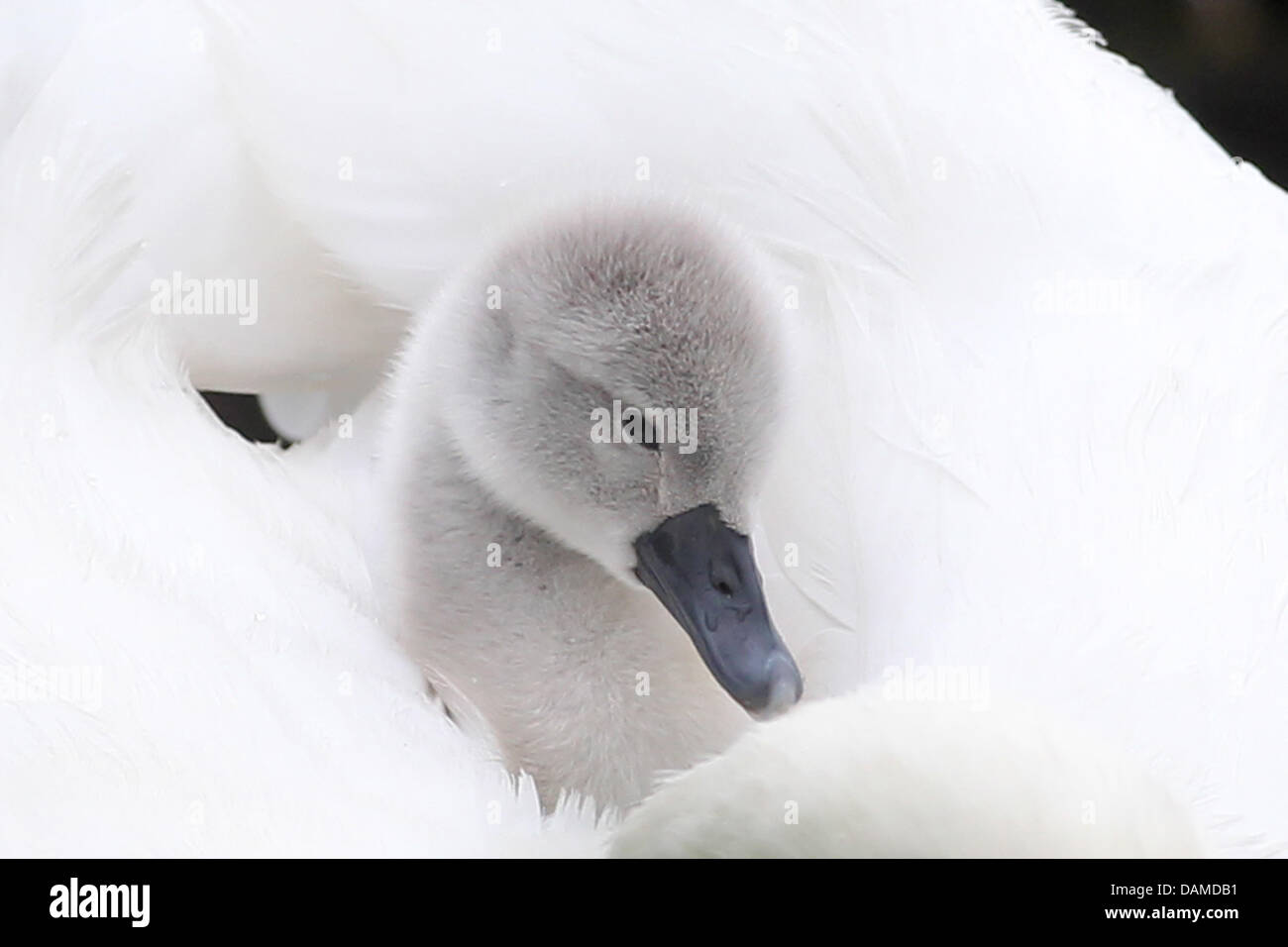 Breeding at the alster hi-res stock photography and images - Alamy