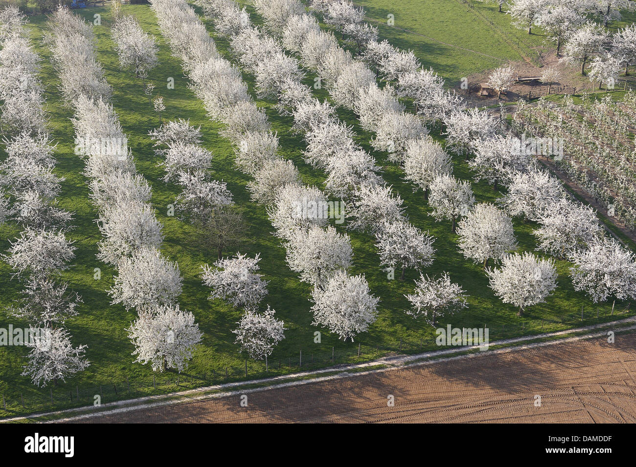 wild cherry, sweet cherry, gean, mazzard (Prunus avium), flowering ...