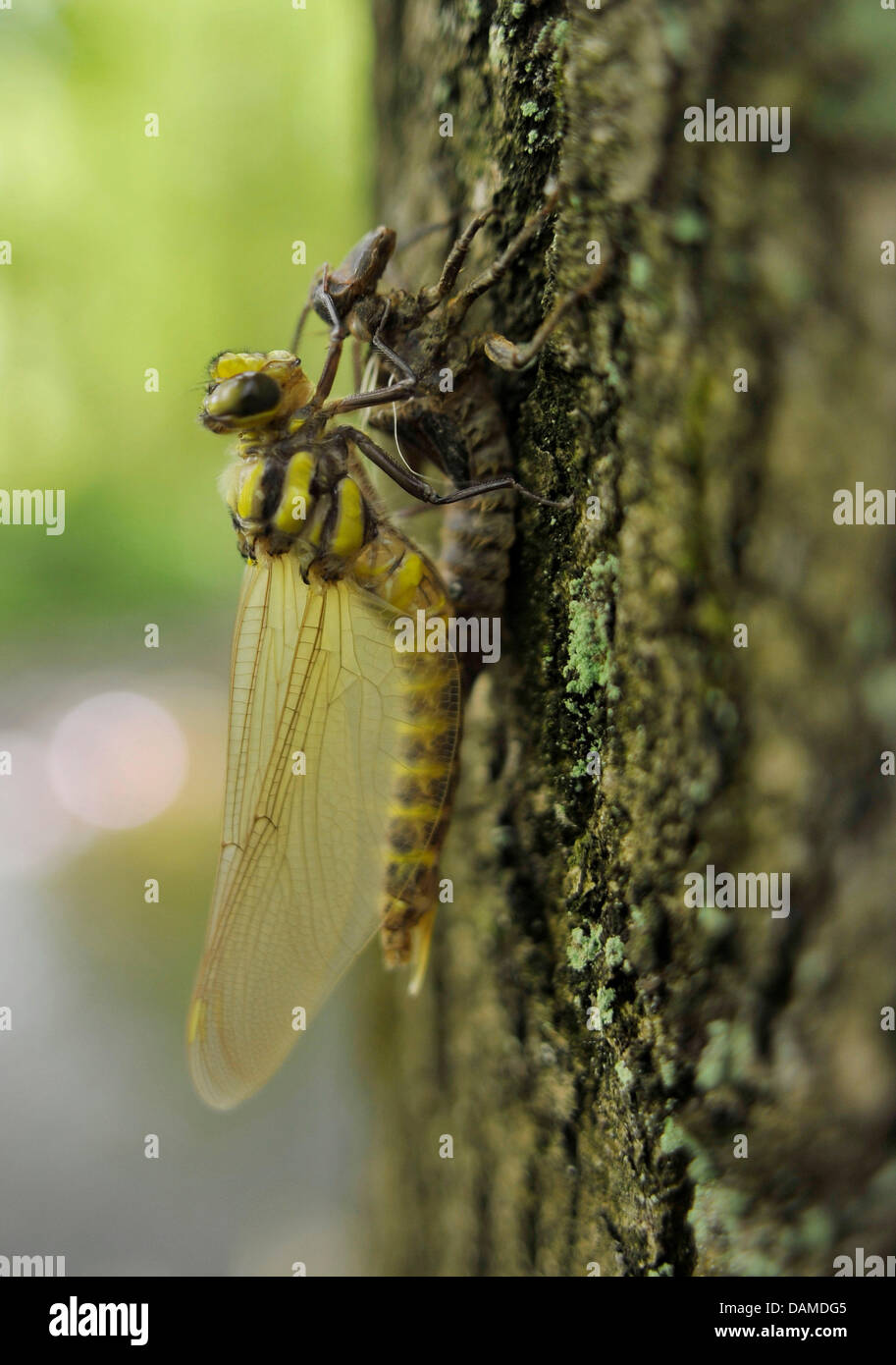 A dragon fly sits on a tree near Altenberg, Germany, 23 May 2011. Photo ...