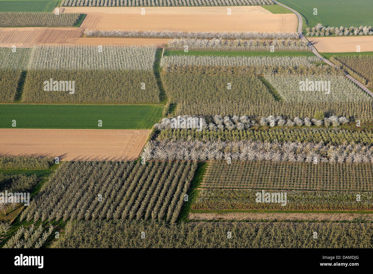 wild cherry, sweet cherry, gean, mazzard (Prunus avium), flowering ...