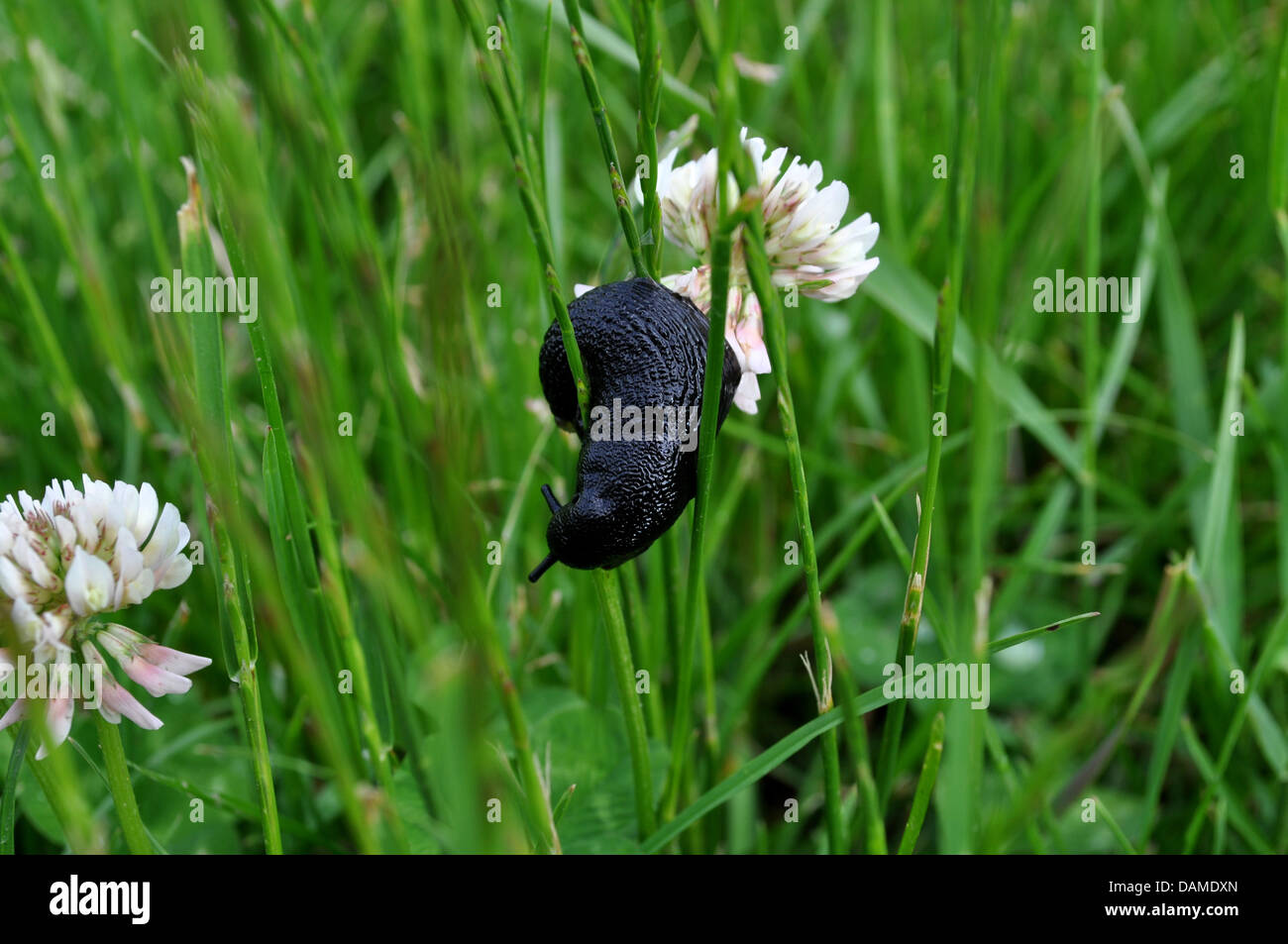 Stem and slug hi-res stock photography and images - Alamy