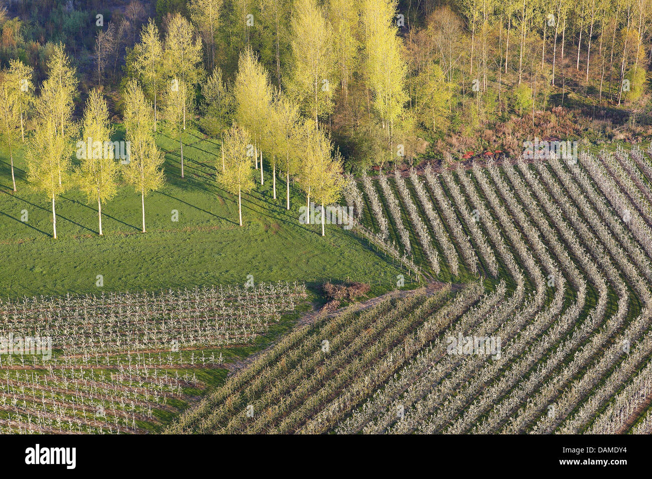 wild cherry, sweet cherry, gean, mazzard (Prunus avium), flowering ...