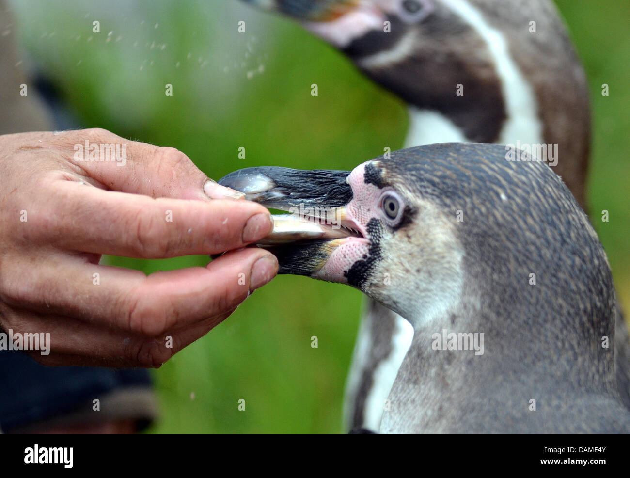 Penguins eating fish hi-res stock photography and images - Alamy