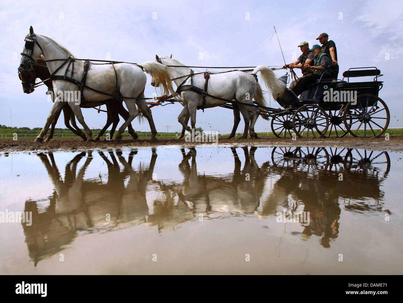 Employees of the stud farm Ganschow train with a five-horse rig for the ...