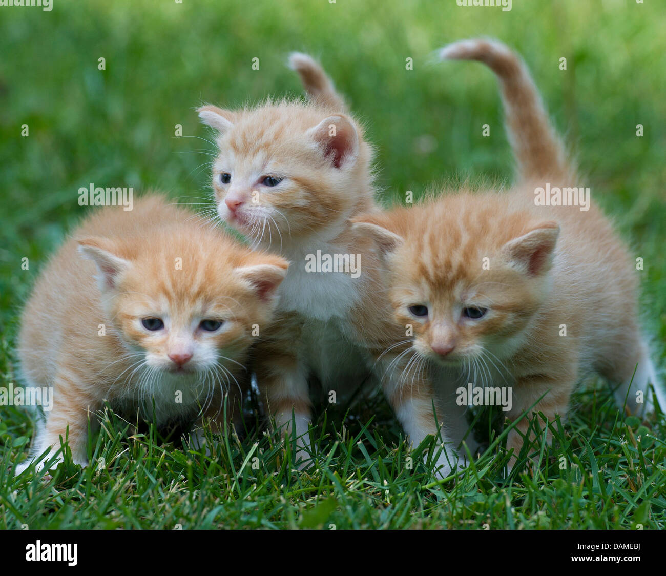 Three three week old kittens explores a garden in Sieversdorf, Germany ...