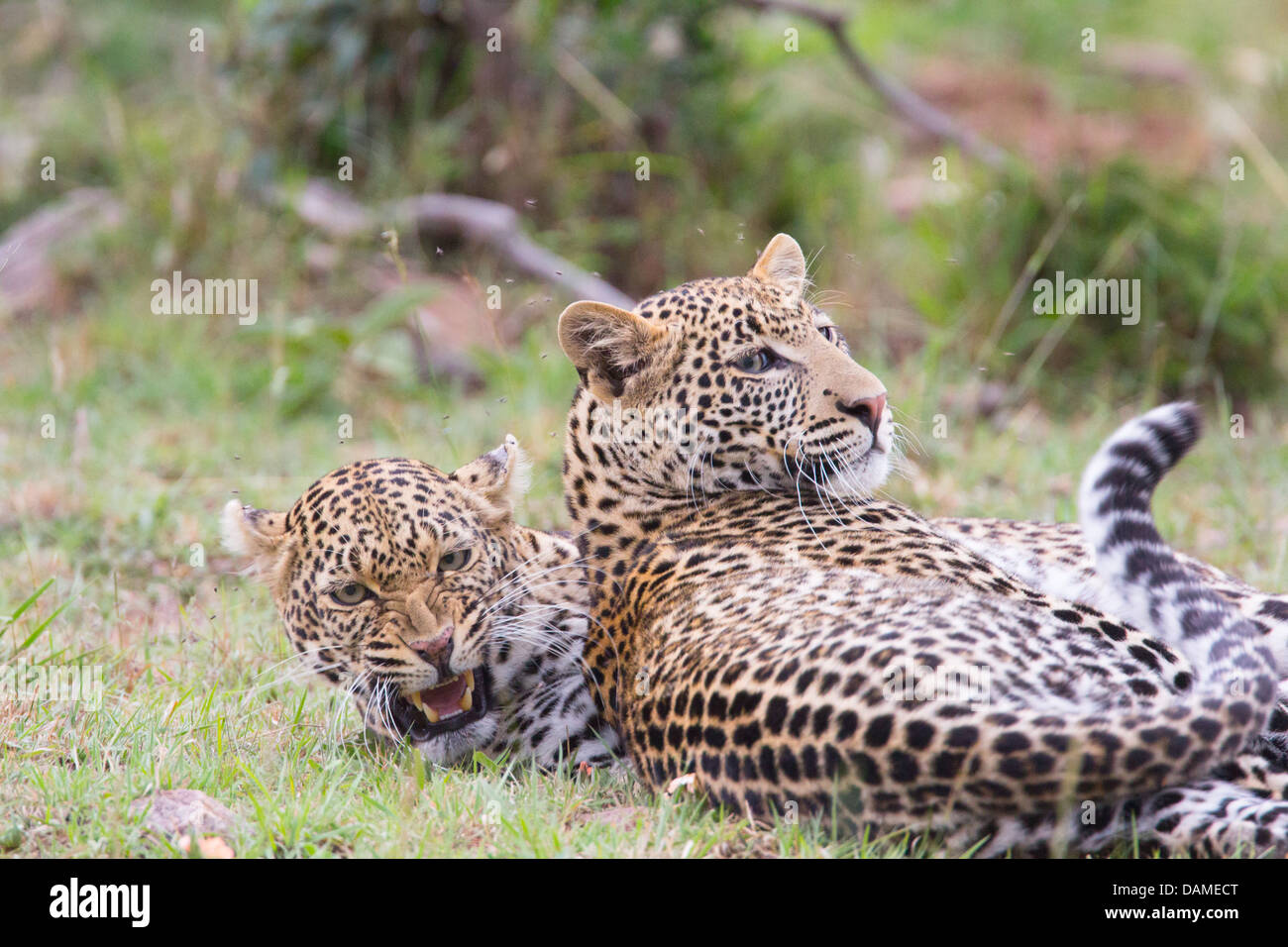 MASAI MARA, KENYA Pair of adult leopards (panthera pardus pardus) in ...