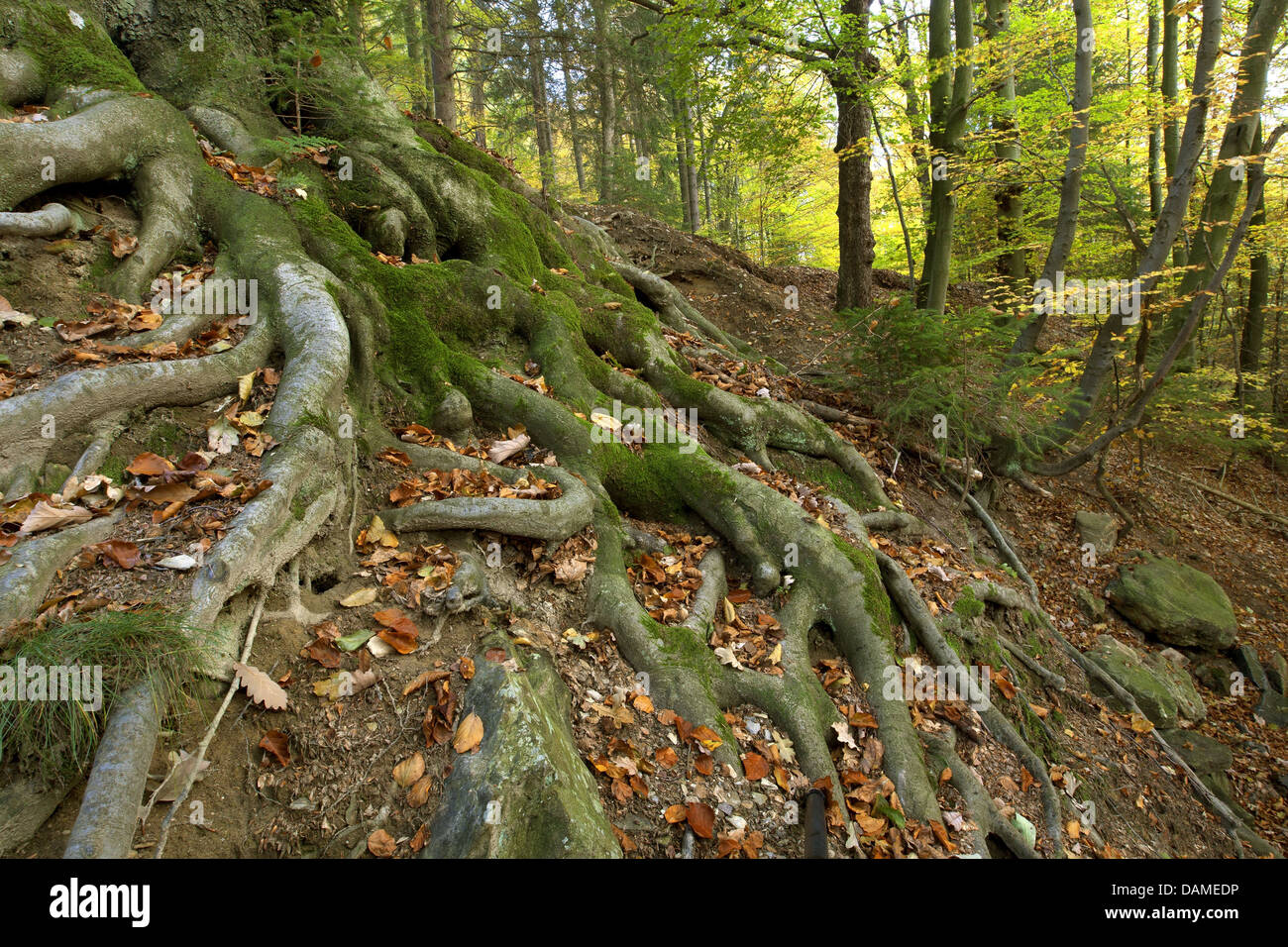 common beech (Fagus sylvatica), tree roots in a beech forest in autumn ...