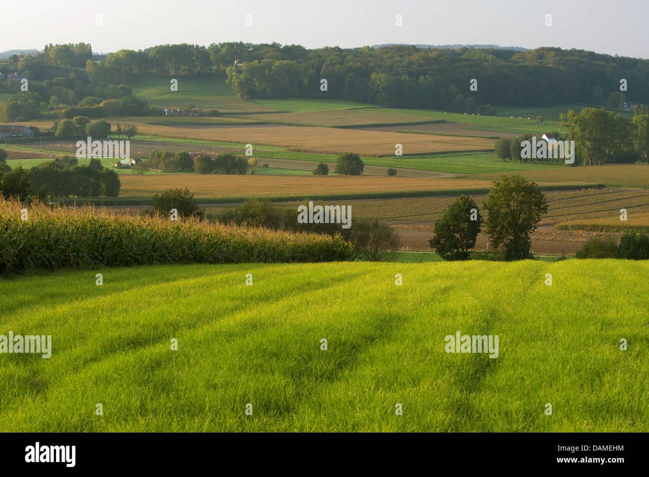 hilly field landscape, Belgium, Vlaamse Ardennen Stock Photo - Alamy