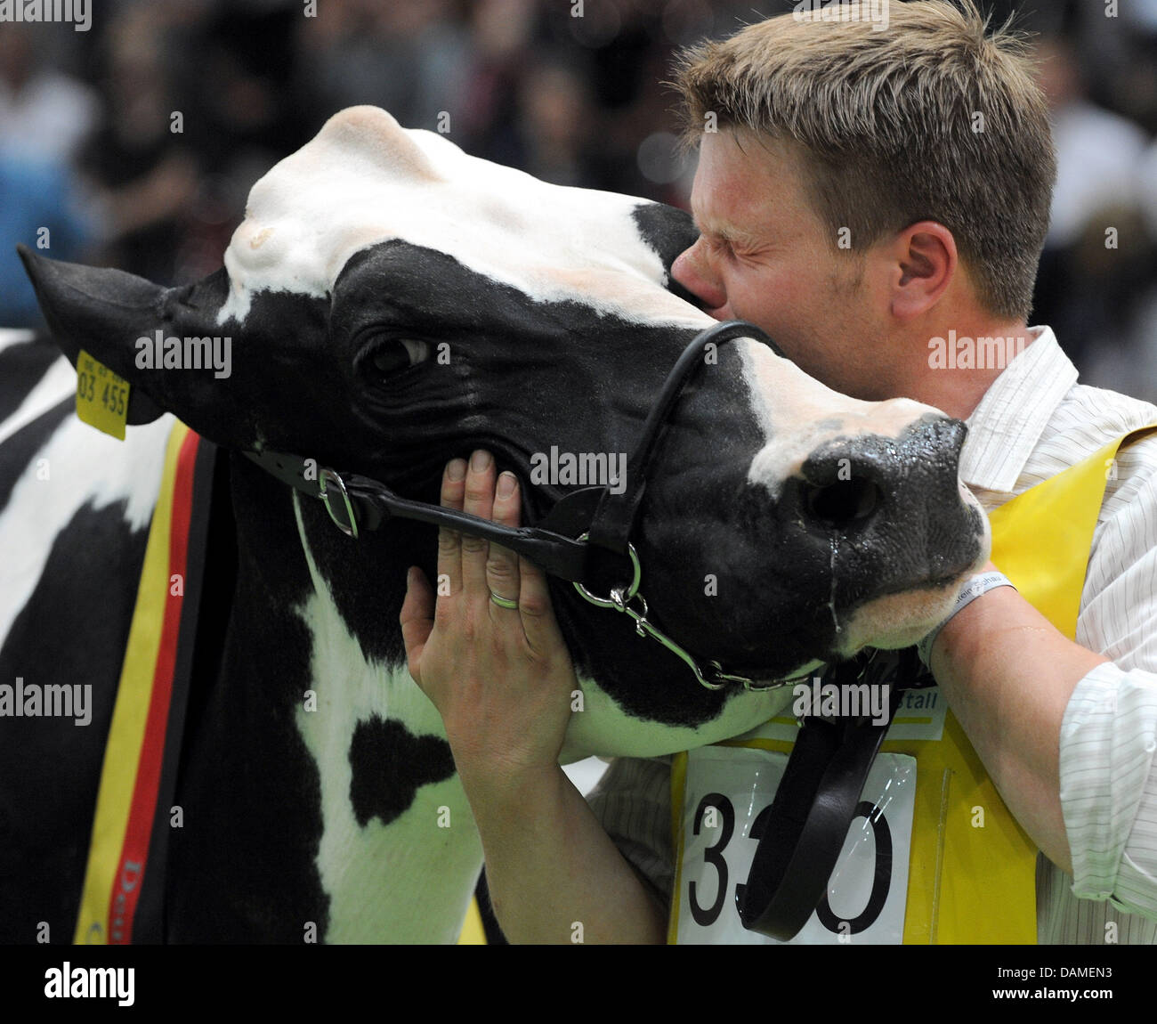 Leader and part-owner of Germany's most beautiful Holstein cow "Krista ...