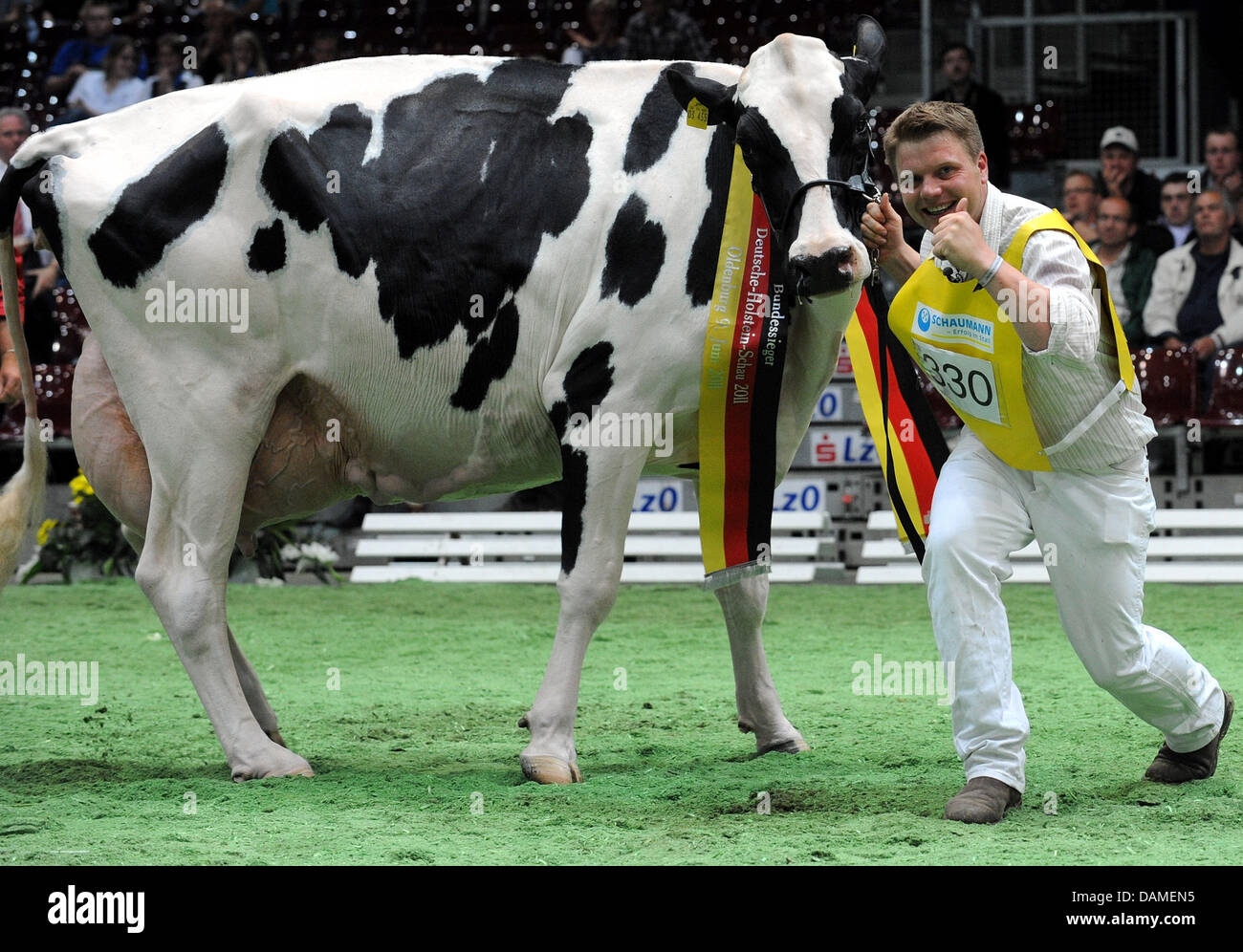 Leader and part-owner of Germany's most beautiful Holstein cow "Krista ...