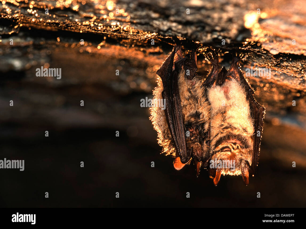 Geoffroy's bat (Myotis emarginata, Myotis emarginatus), two Geoffroy s ...