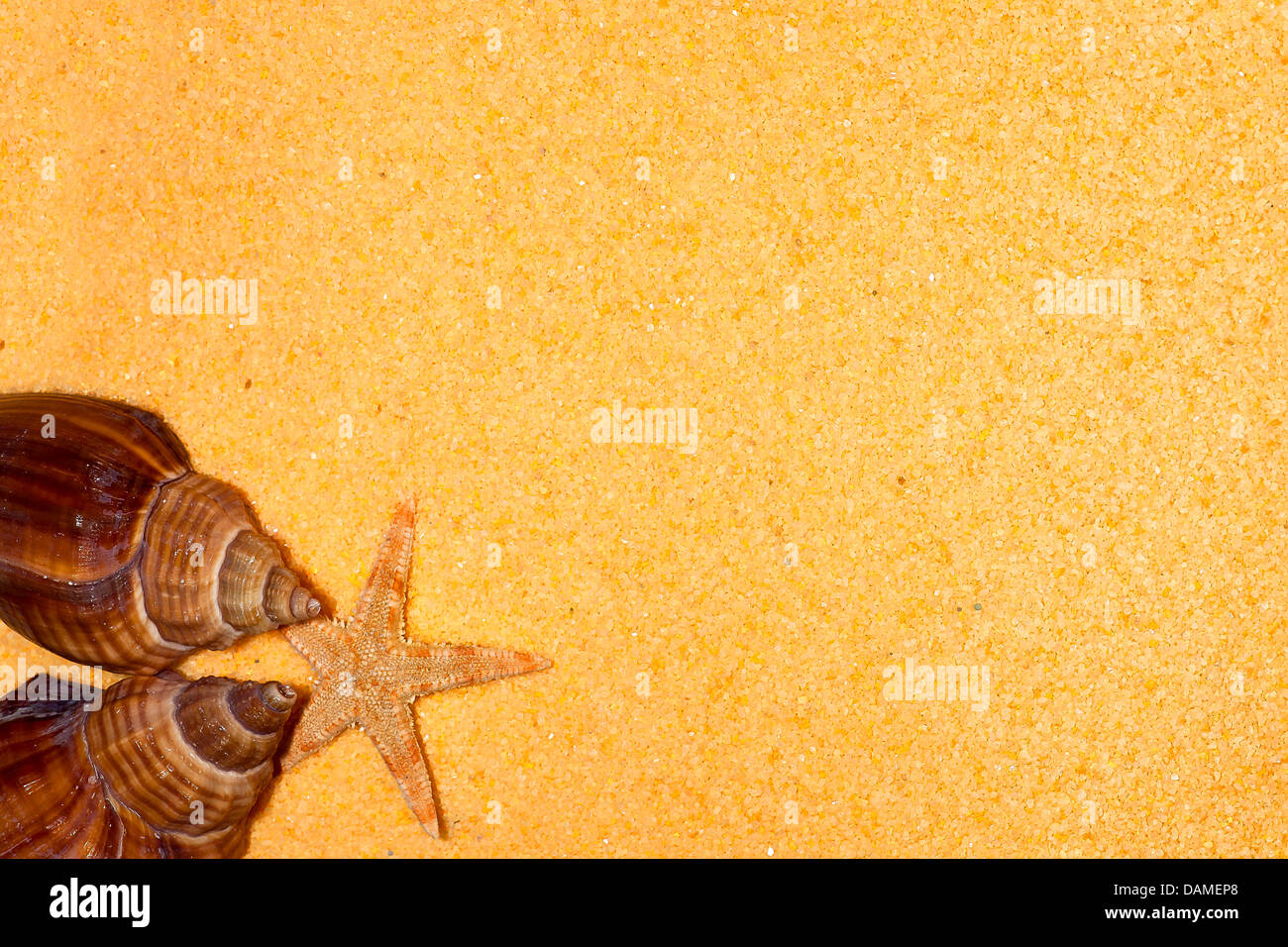 Sea shells starfish on beach hi-res stock photography and images - Alamy