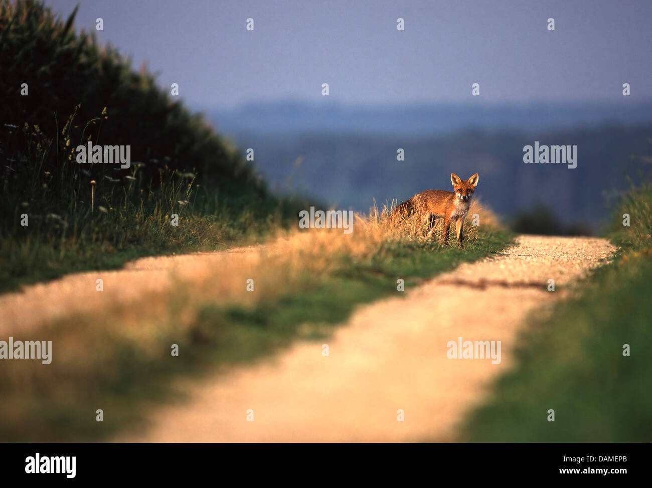 Belgium Fox High Resolution Stock Photography and Images - Alamy