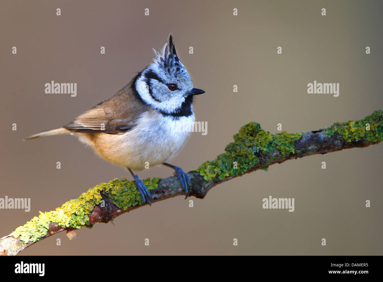 crested tit (Parus cristatus, Lophophanes cristatus), sitting on a ...