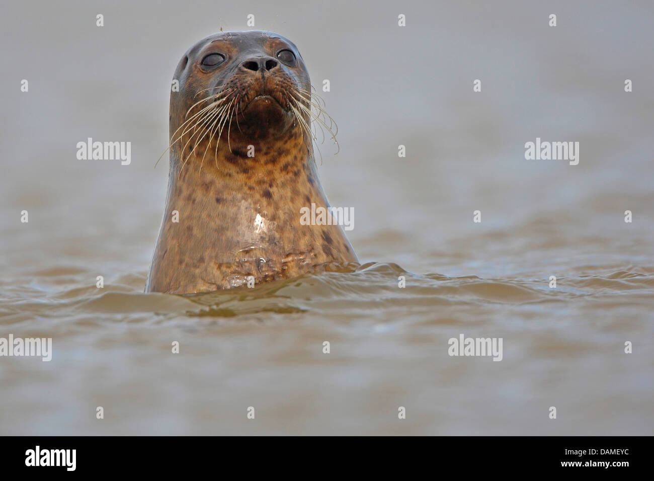 Common seal head out water hi-res stock photography and images - Alamy