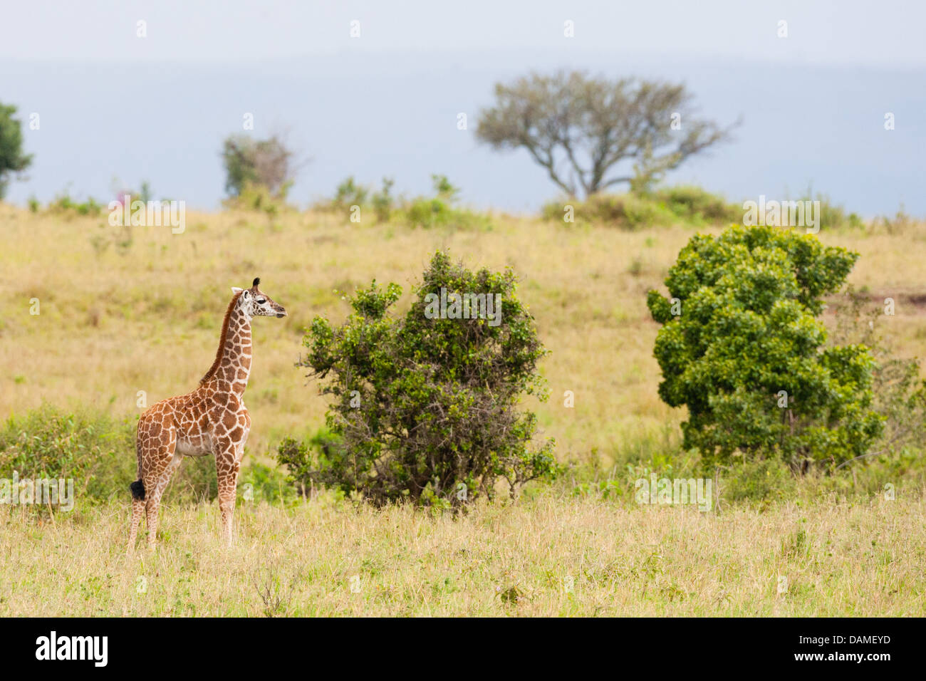 Giraffe habitat hi-res stock photography and images - Alamy