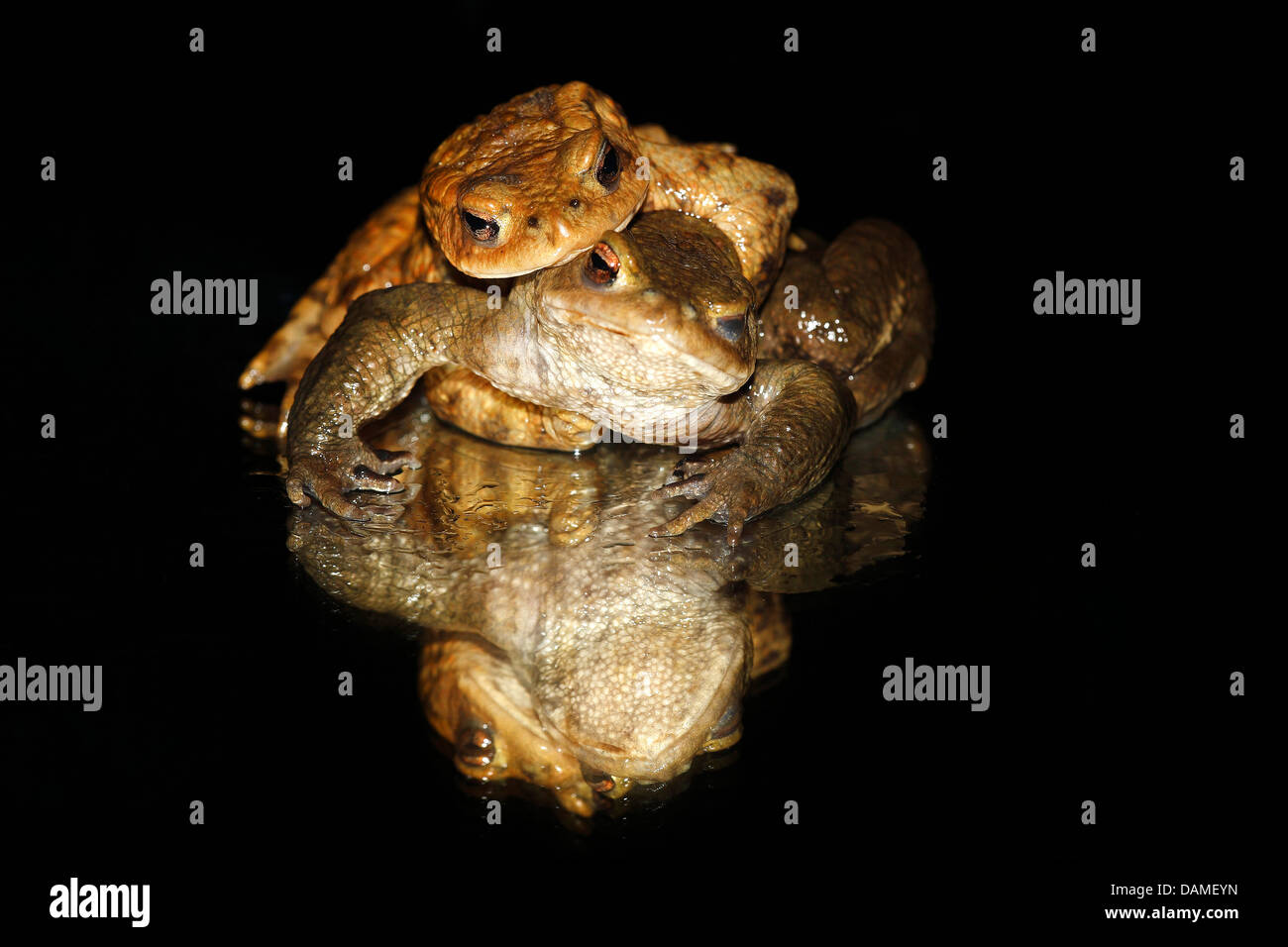 Mating time for bufo bufo hi-res stock photography and images - Alamy