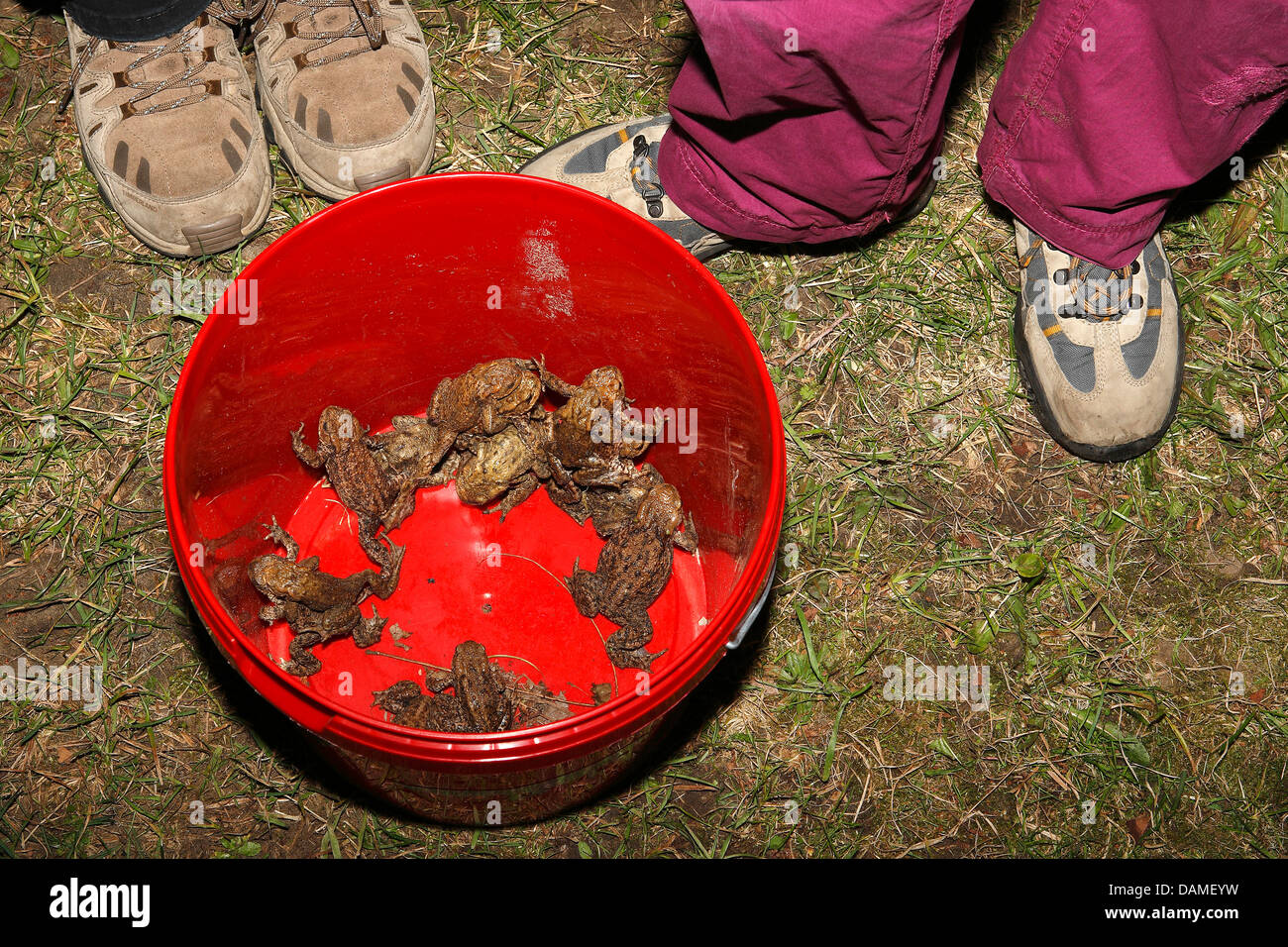 European common toad (Bufo bufo), bucket with common toads, Belgium ...