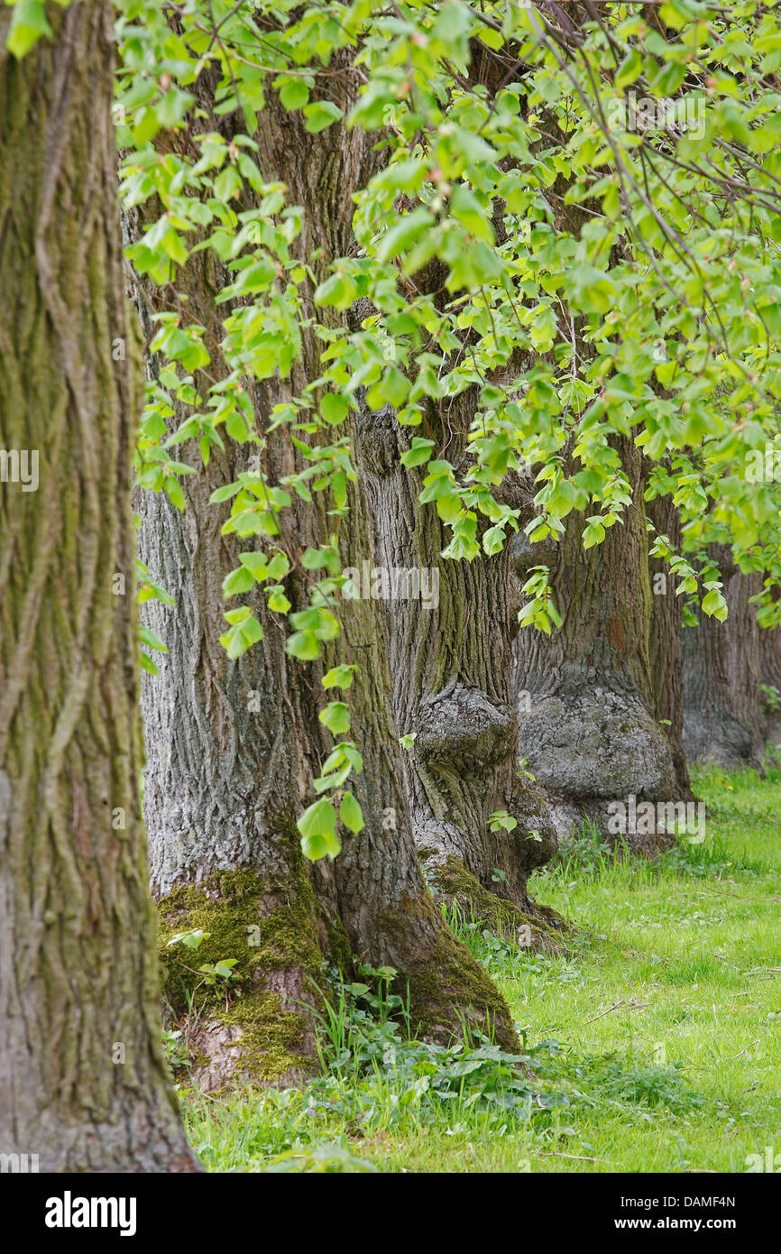 large-leaved lime, lime tree (Tilia platyphyllos), row of lime trees ...