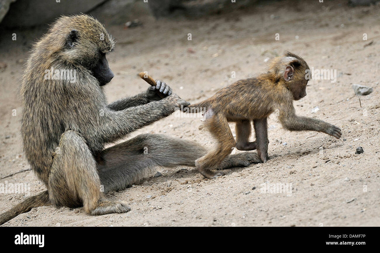 An older baboon holds on tight to the tail of a younger baboon as it ...