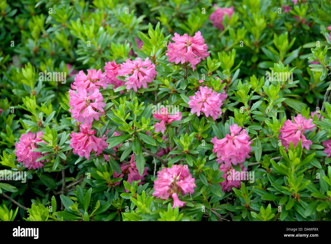 rust-leaved alpine rose (Rhododendron ferrugineum), blooming, Estonia ...