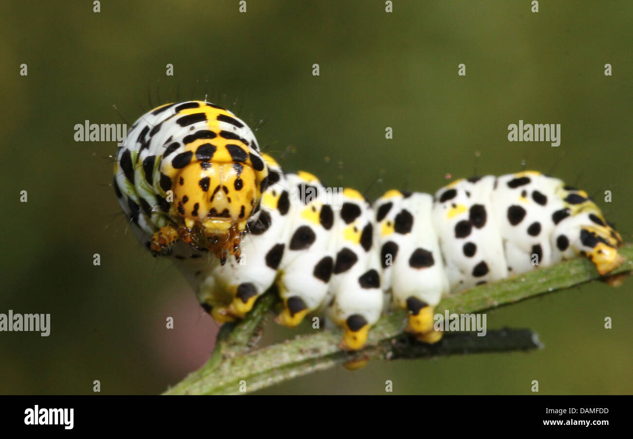 Caterpillar macro hi-res stock photography and images - Alamy