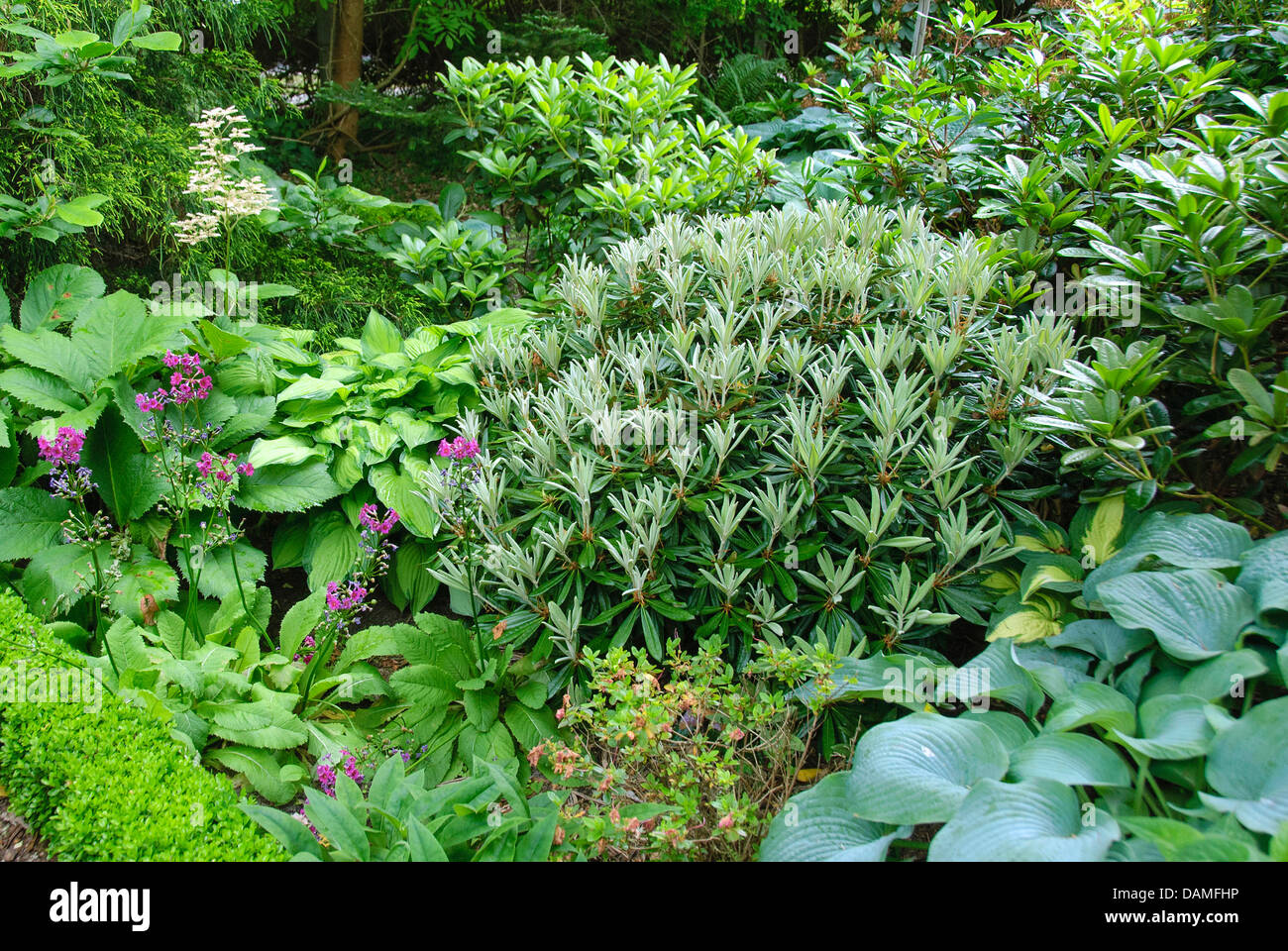 Yak Rhododendron, Yakushima Rhododendron (Rhododendron yakushimanum ...