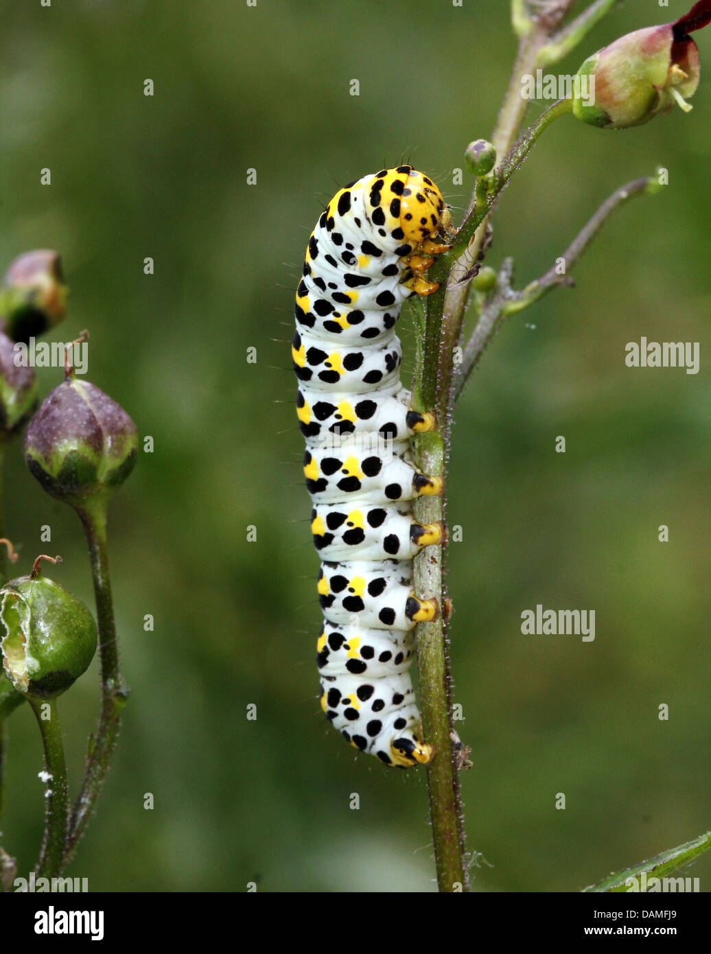 Detailed macro close-ups of the Mullein moth caterpillar ...