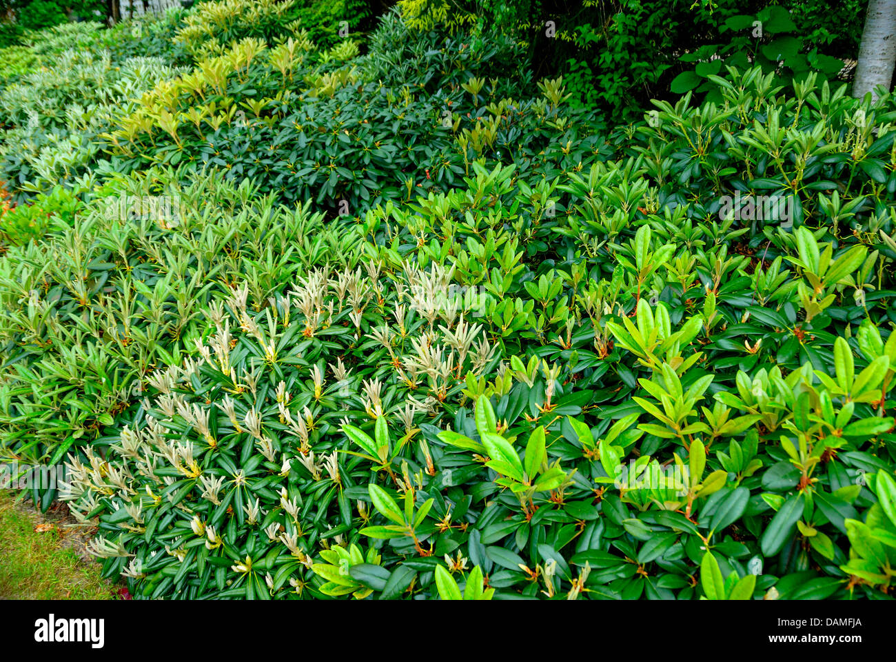 Yak Rhododendron, Yakushima Rhododendron (Rhododendron yakushimanum ...