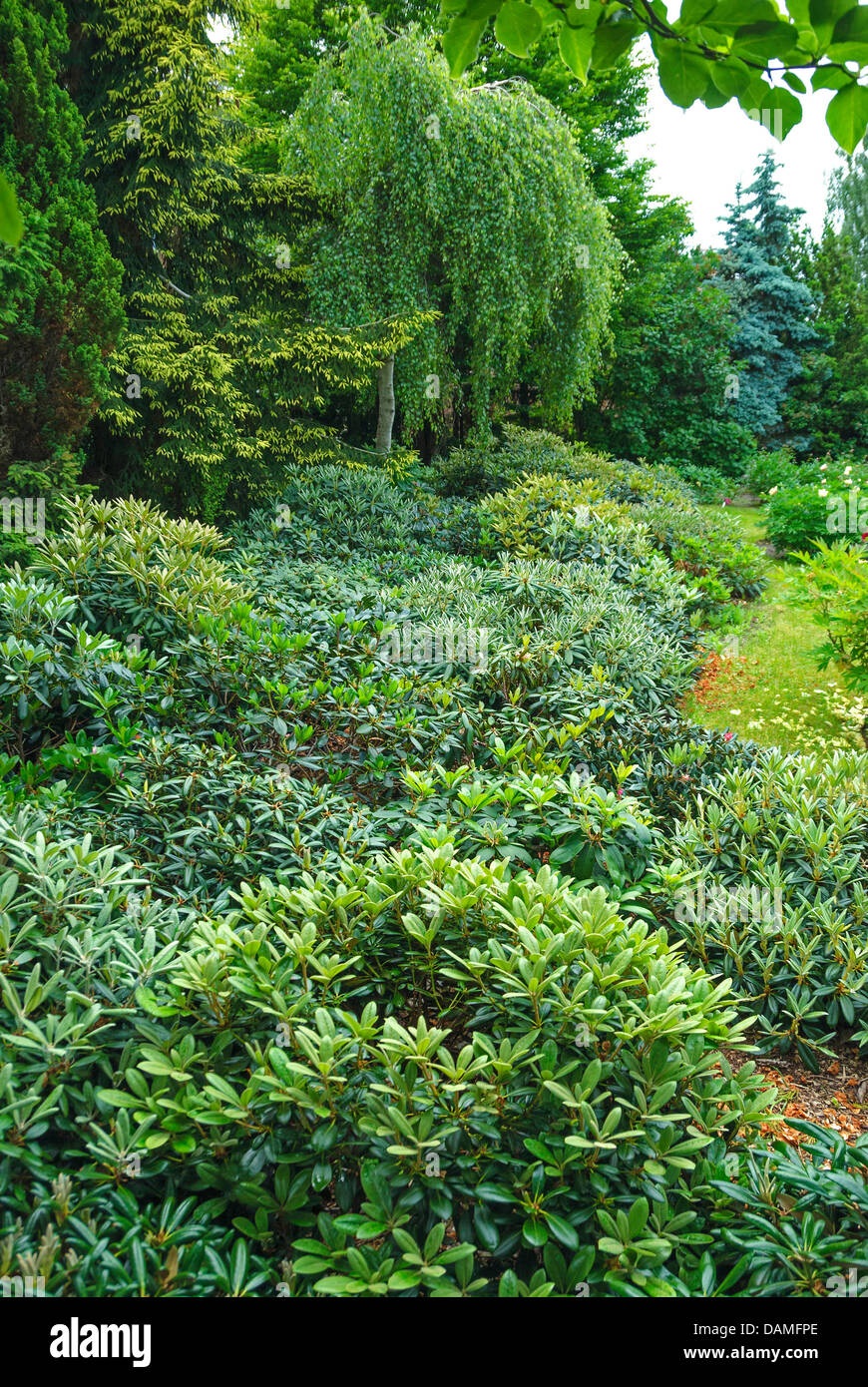 Yak Rhododendron, Yakushima Rhododendron (Rhododendron yakushimanum ...