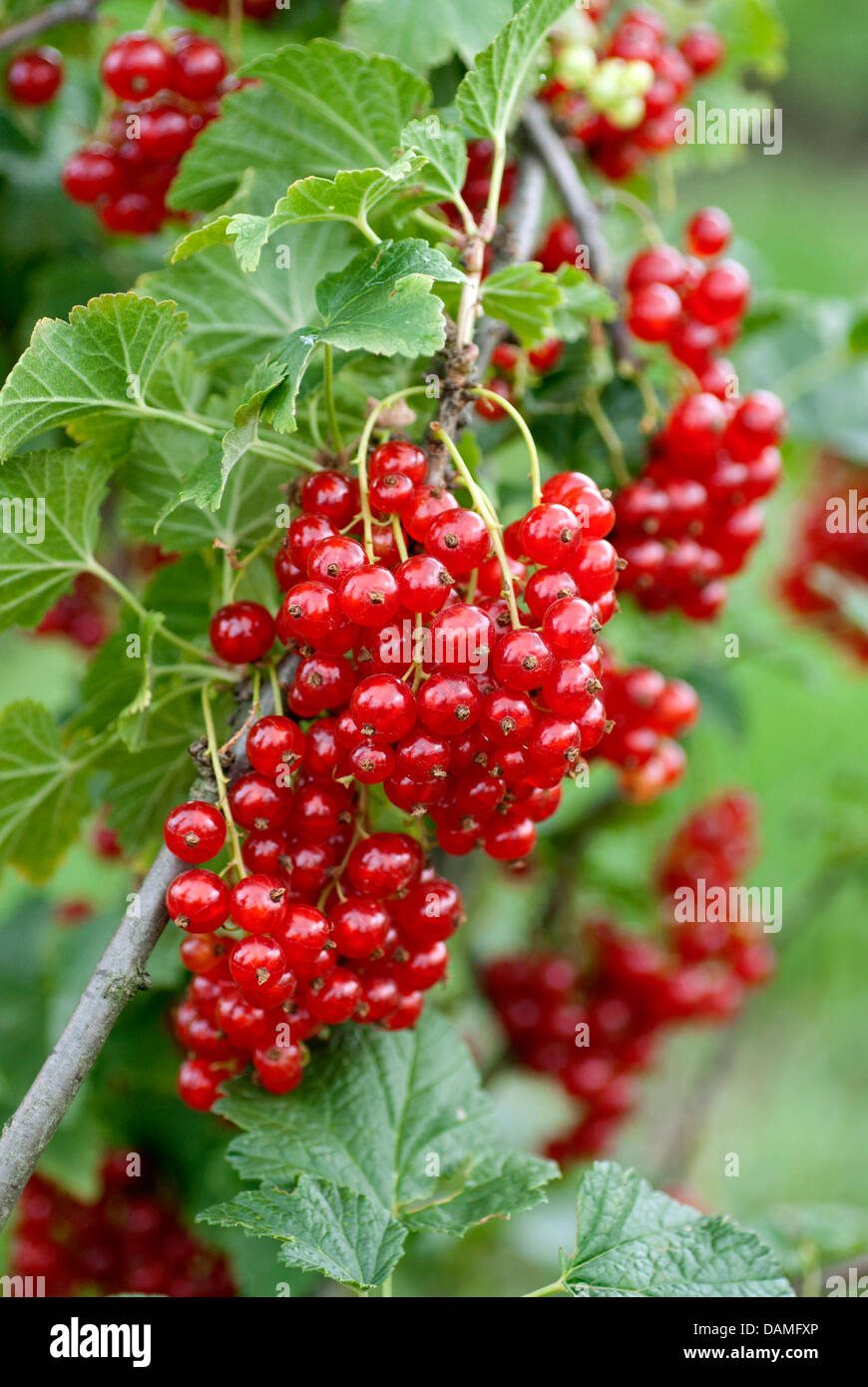 Herosta hi-res stock photography and images - Alamy